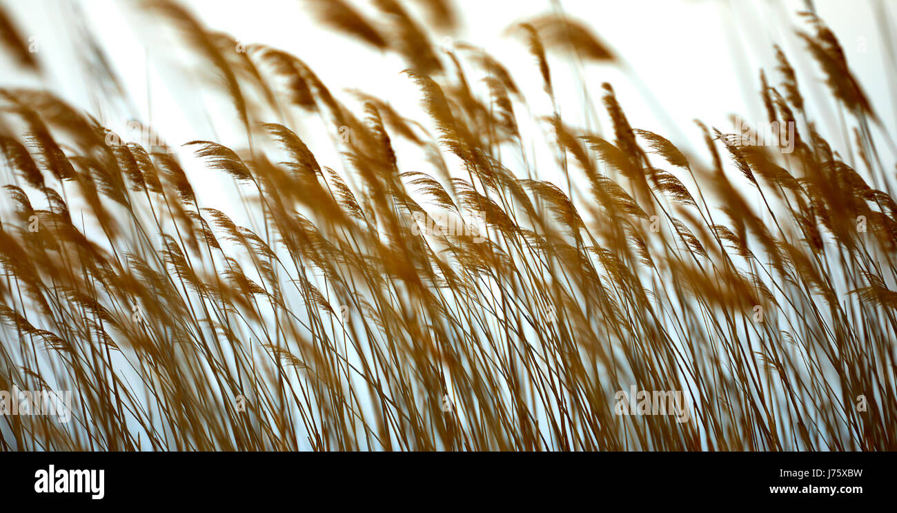 Swamp grasses hi-res stock photography and images - Alamy