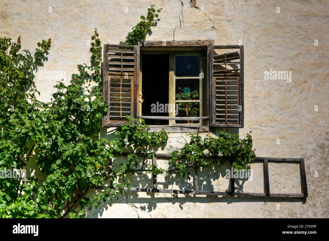 flower flowers plant shutters shutter window wall shutters common grape vines Stock Photo - Alamy
