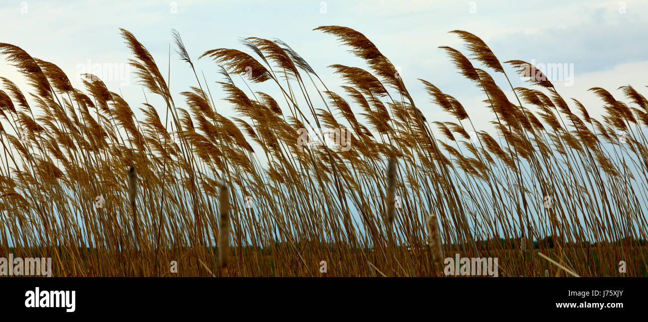 Reeds and Grasses Stock Photo - Alamy