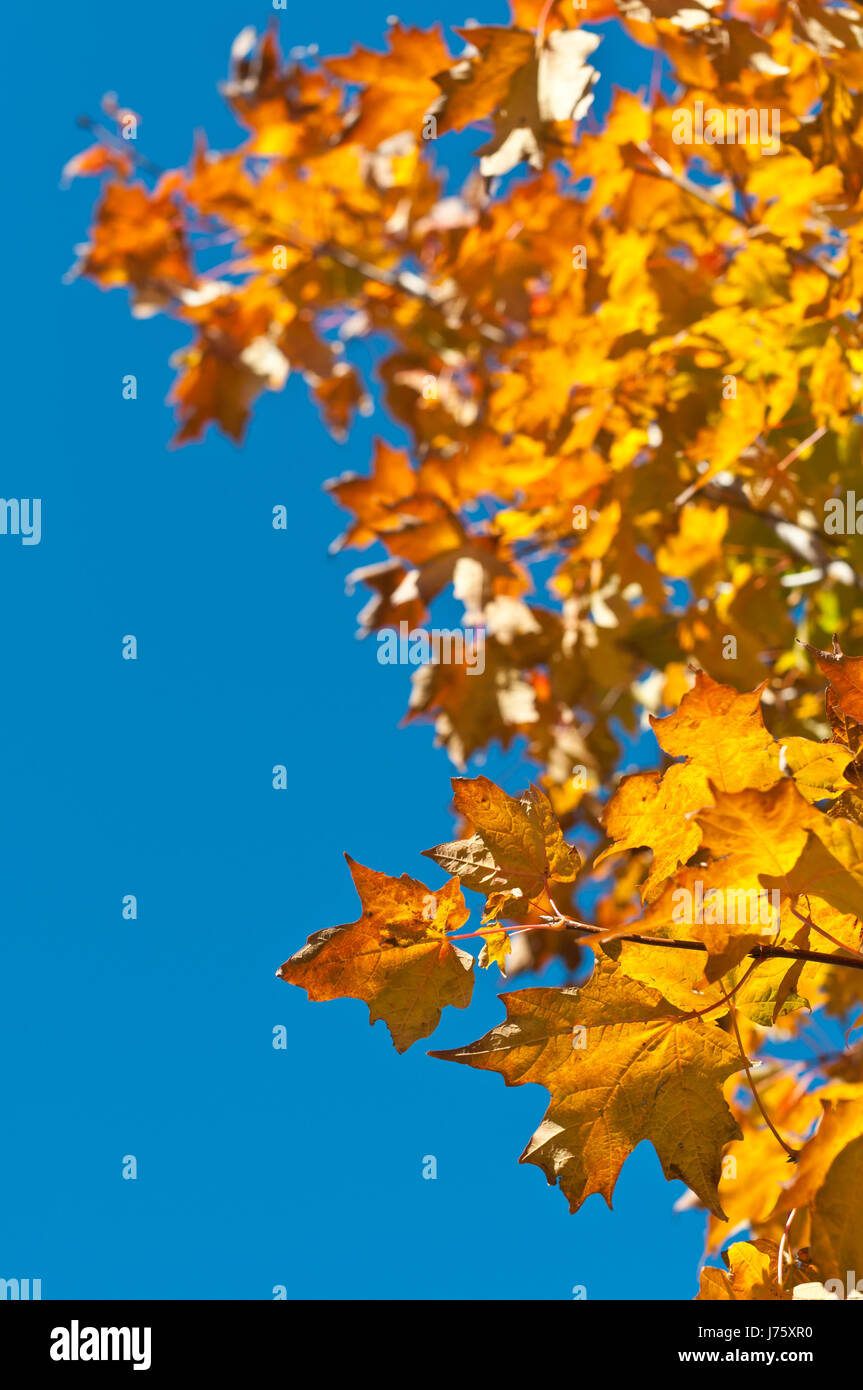 leaves colorful foliage nature fall autumn blue leaf tree branch canada ...