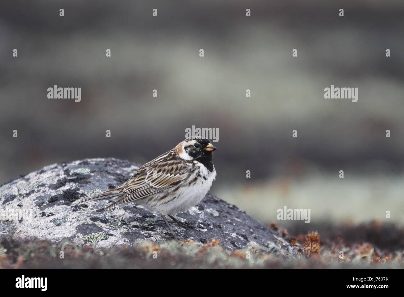 Longspur bird hi-res stock photography and images - Alamy