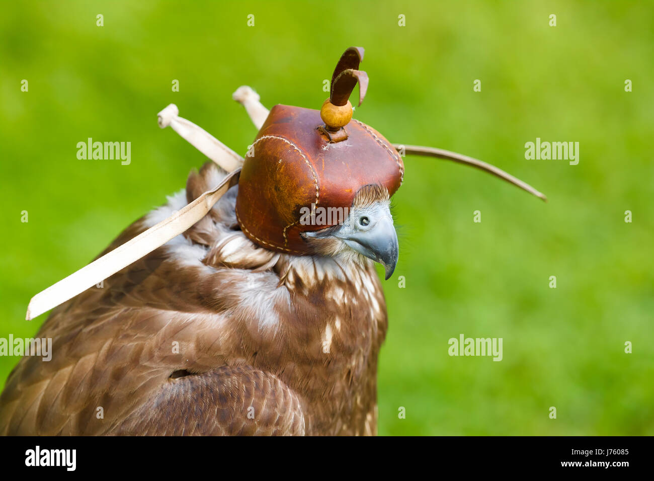 bird portrait falcon cap beautiful beauteously nice big large enormous ...