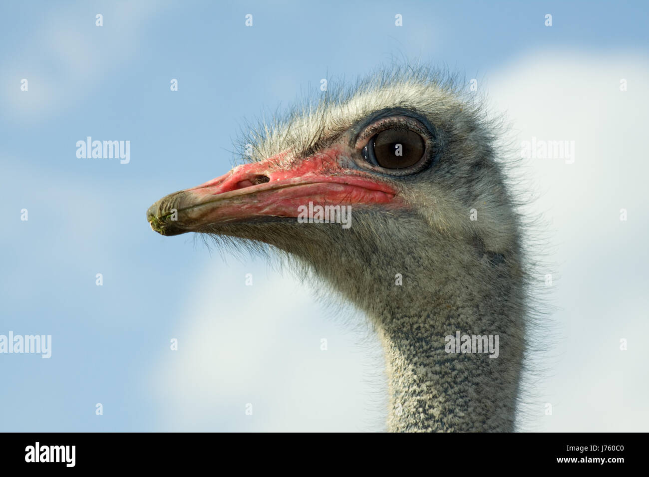 animal bird eye organ birds beak ostrich beaks head nosegay animal bird ...