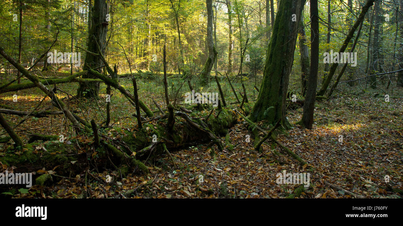 tree lie lying lies broken morning decline forest tomorrow fall autumn ...