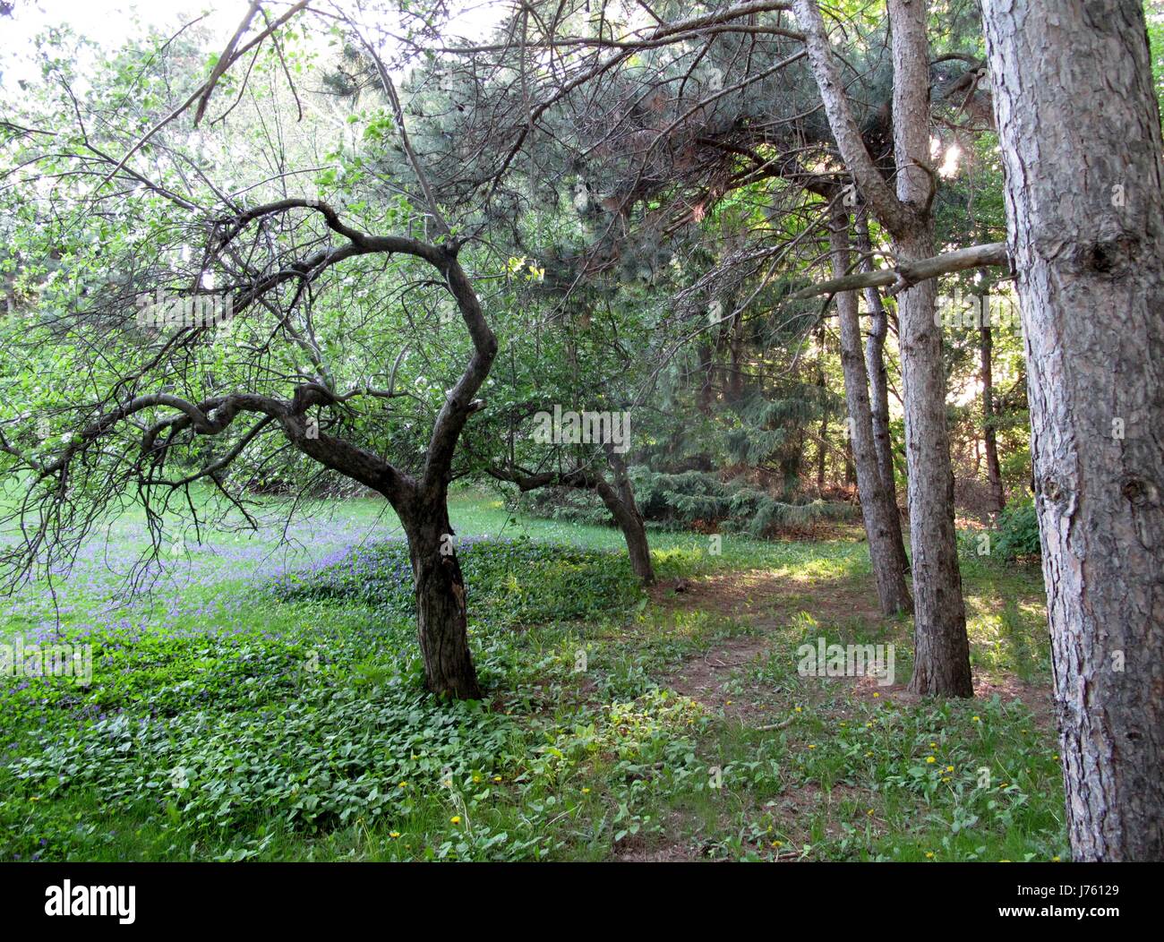 Young grove hi-res stock photography and images - Alamy
