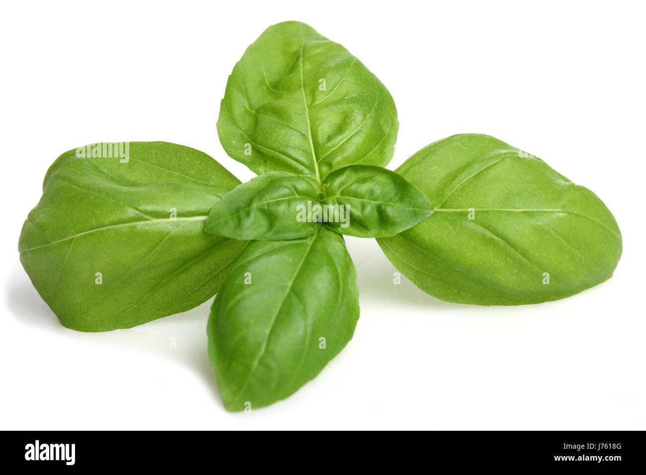 kitchen cuisine boil cooks boiling cooking taste vegetable basil italy ...