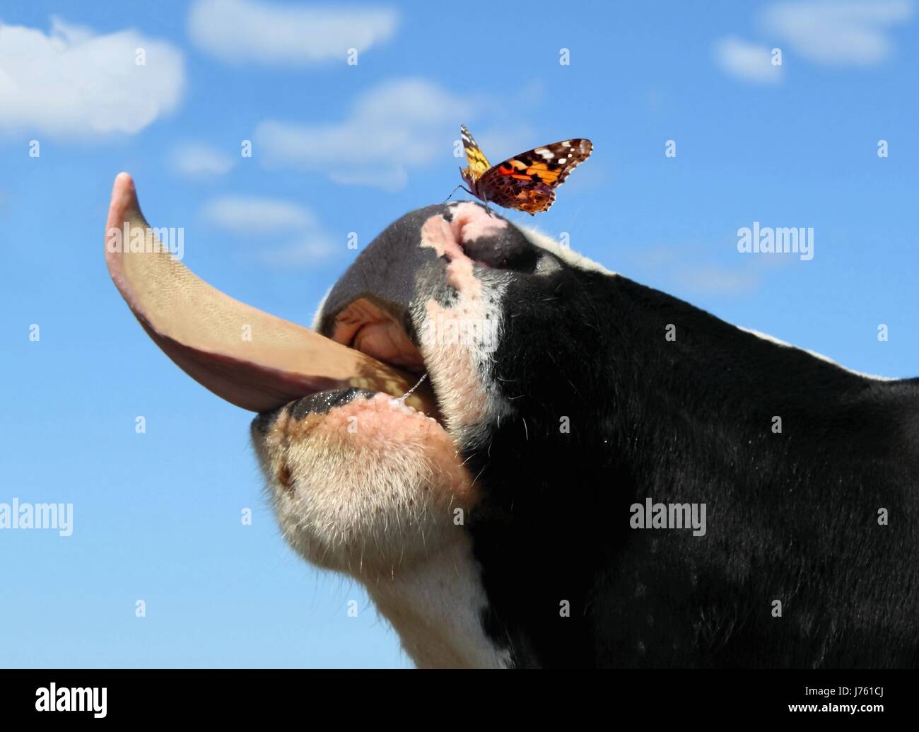 butterfly animals tongue visit cow bovine funny willow butterfly ...
