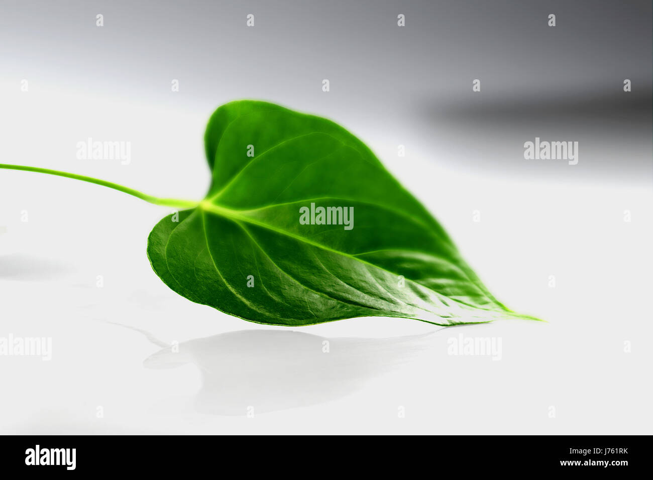 leaf health drop vegetable lawn green fresh nature drip drops seeping ...