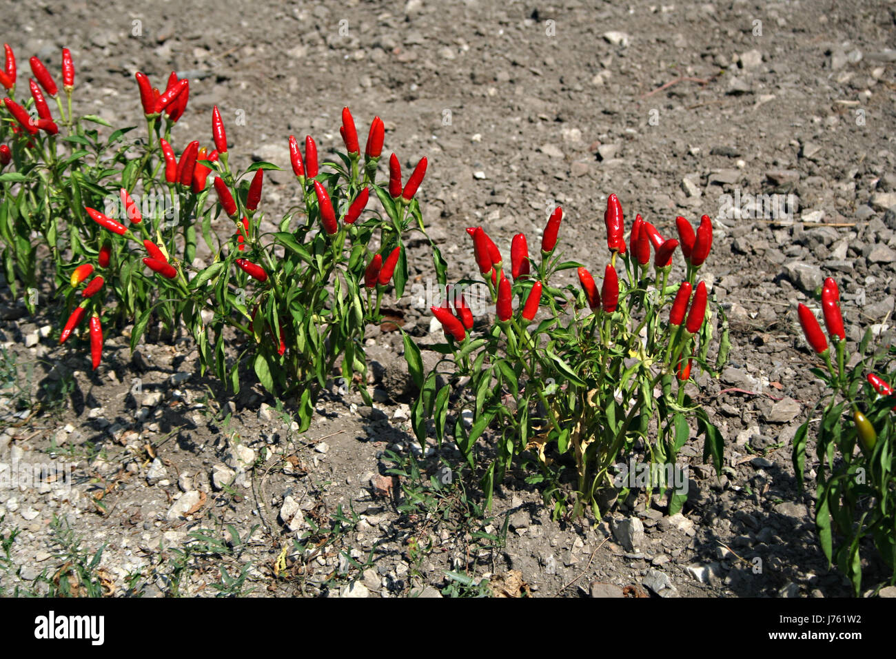 spice boil cooks boiling cooking taste cultivation red peppers pod ...