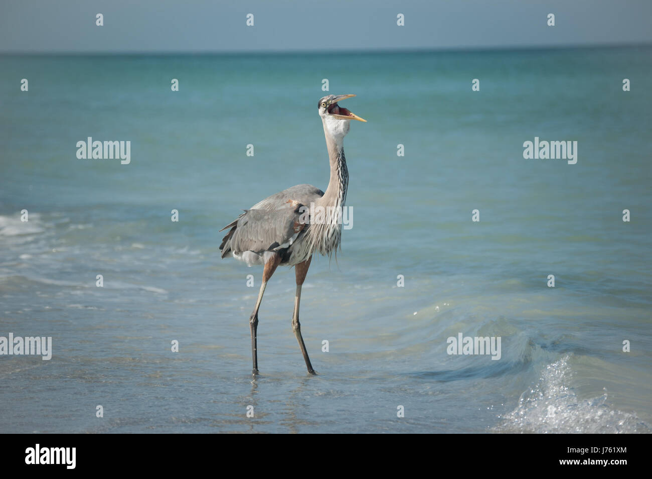 bird beach seaside the beach seashore wildlife eating eat eats blue ...