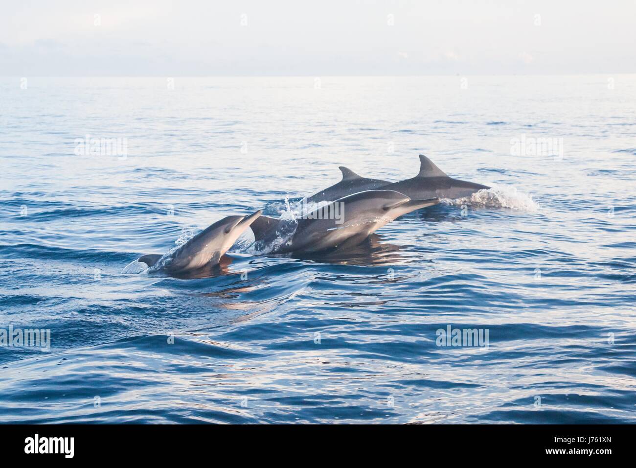 Holiday in Bali, Indonesia - Dolphin Beach Lovina Bali, Dolphin Jumping ...