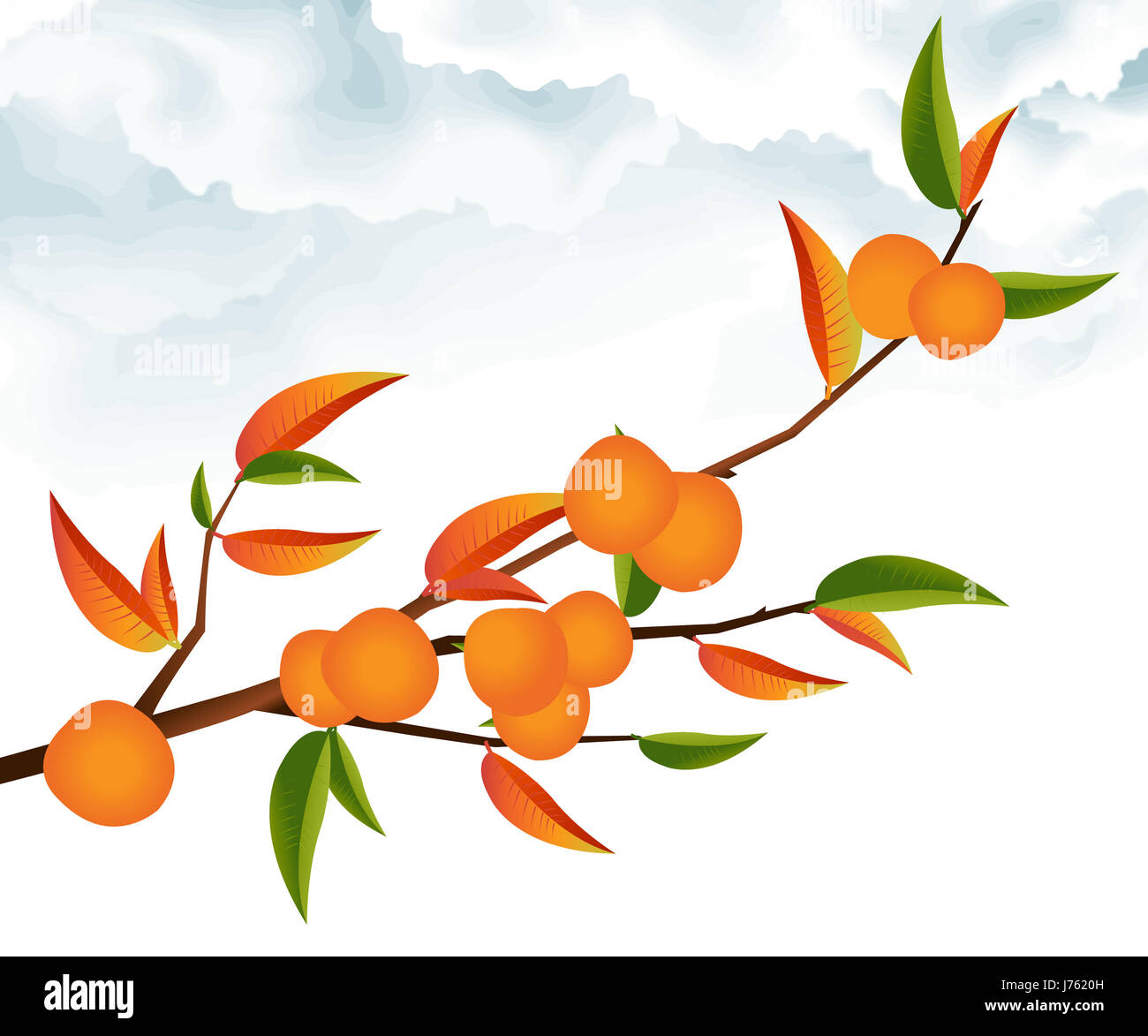 colour botany branch abstract color backdrop background bright ...
