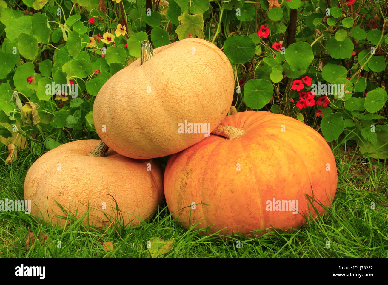 three large pumpkins Stock Photo - Alamy