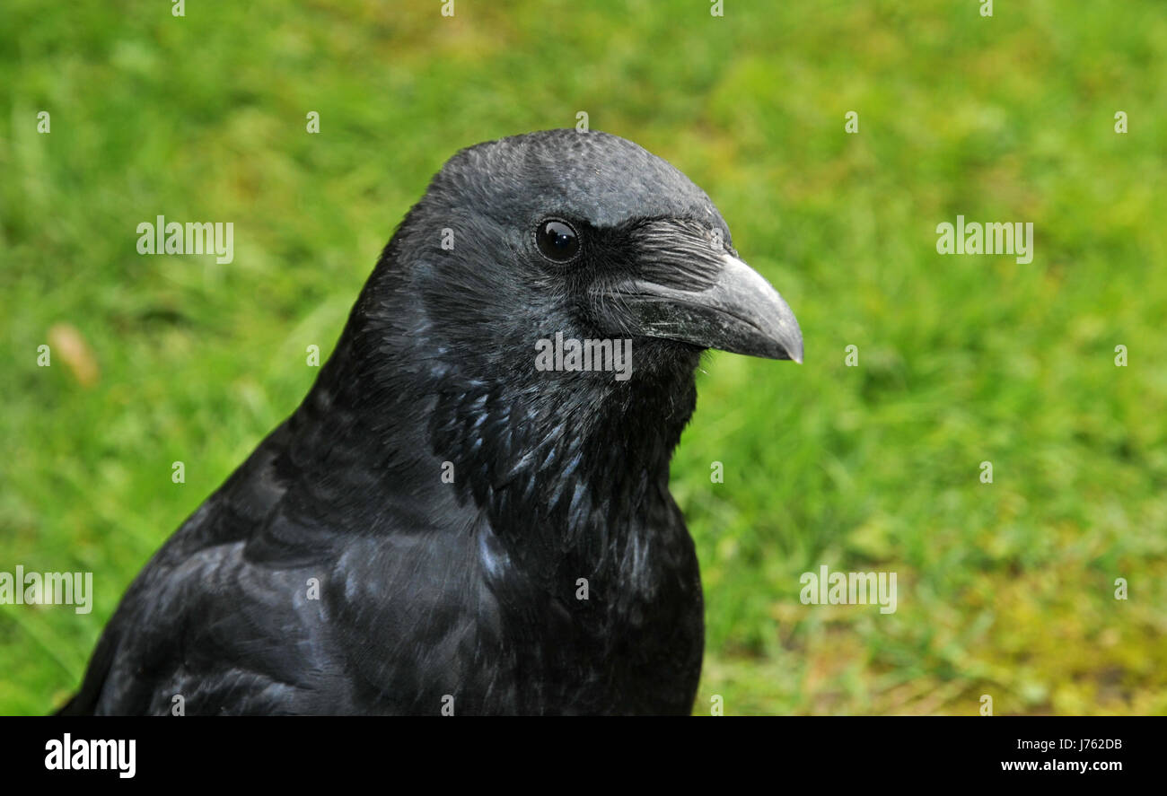 bird birds beak feathering crow daw raven beaks garden bird curiosity ...
