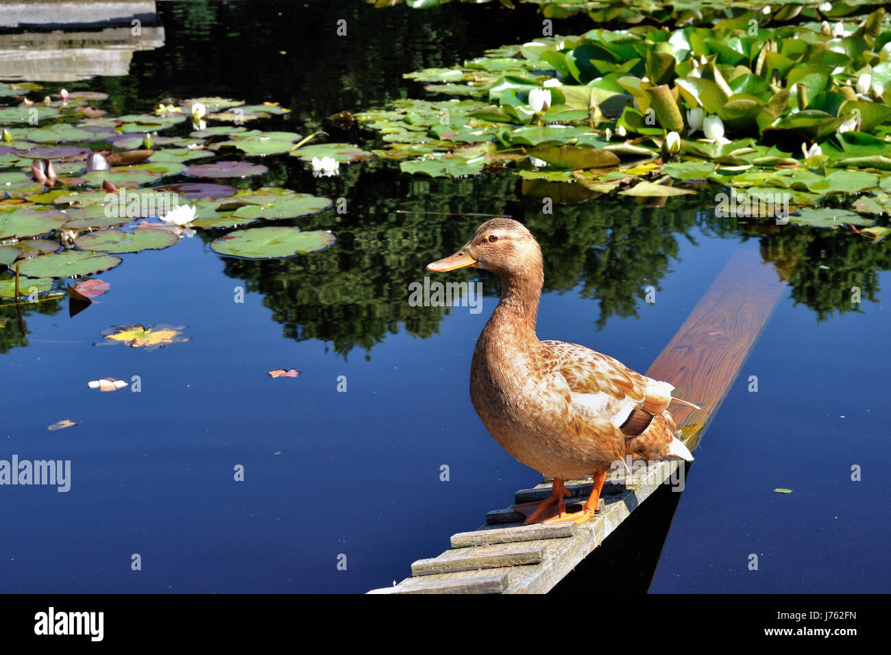 Stairs bird birds duck hi-res stock photography and images - Alamy