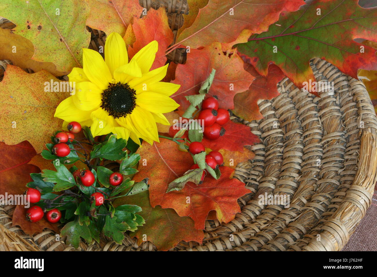 still life - autumn Stock Photo - Alamy