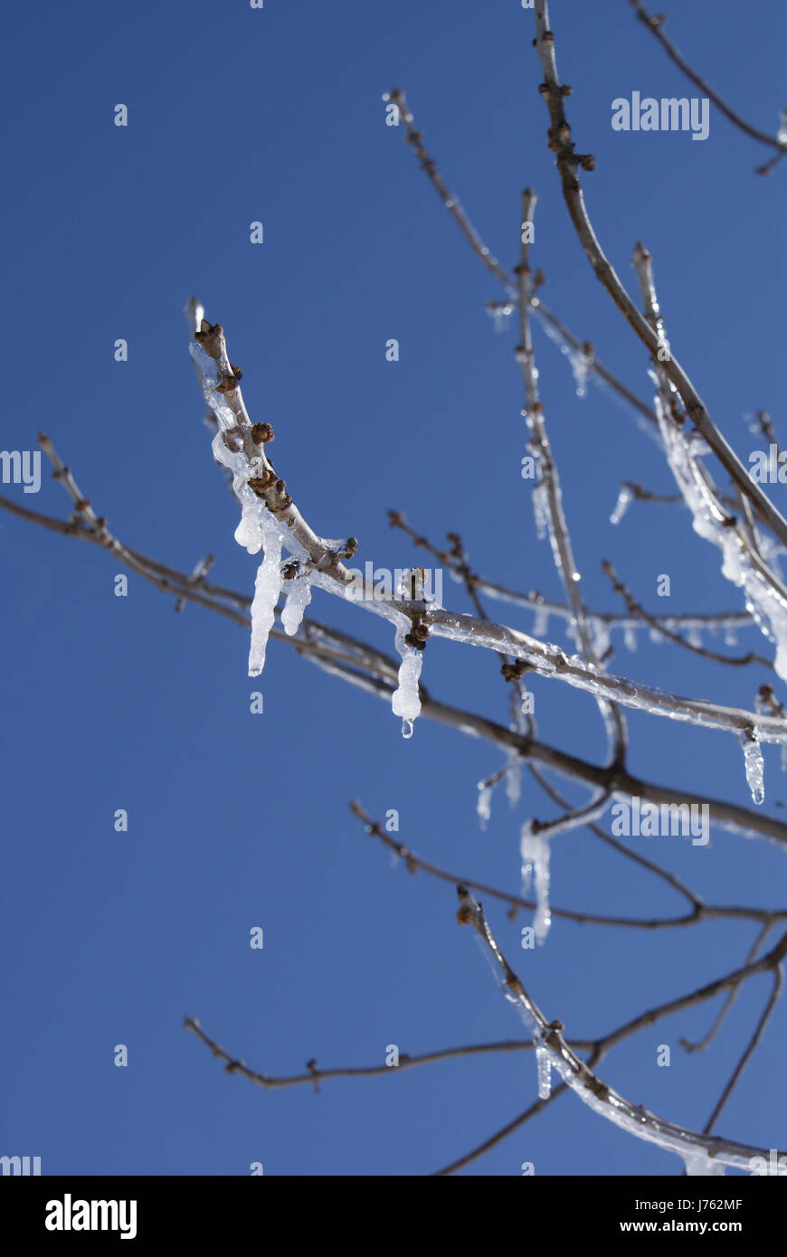tree winter frozen icicle icicles storm rain freezing gale raining ice ...
