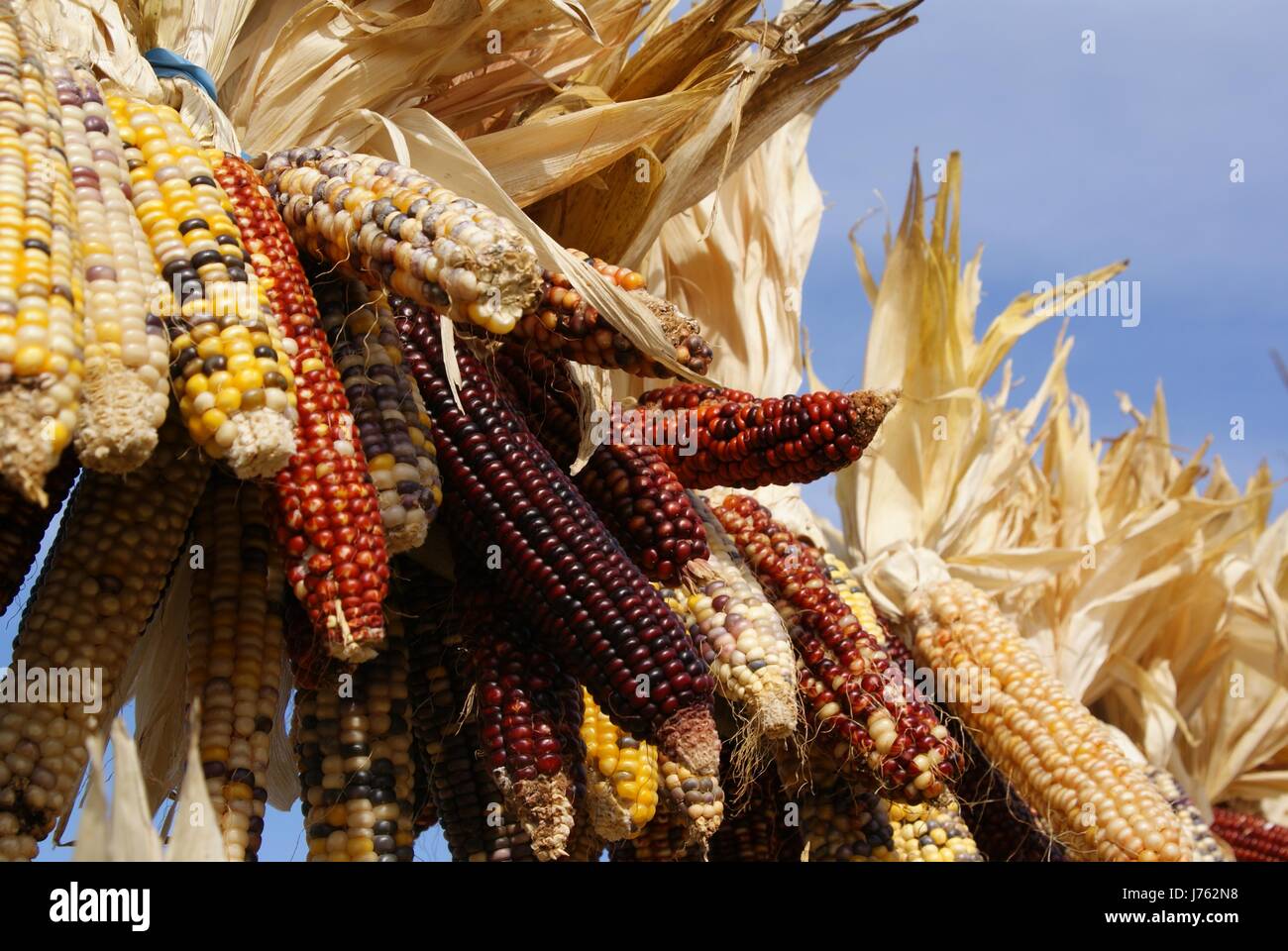 grain harvest corn indian cob cereal fall autumn food aliment brown ...