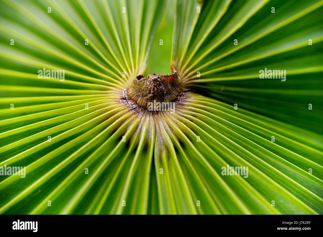 structures of plant leaf of a palm tree Stock Photo - Alamy