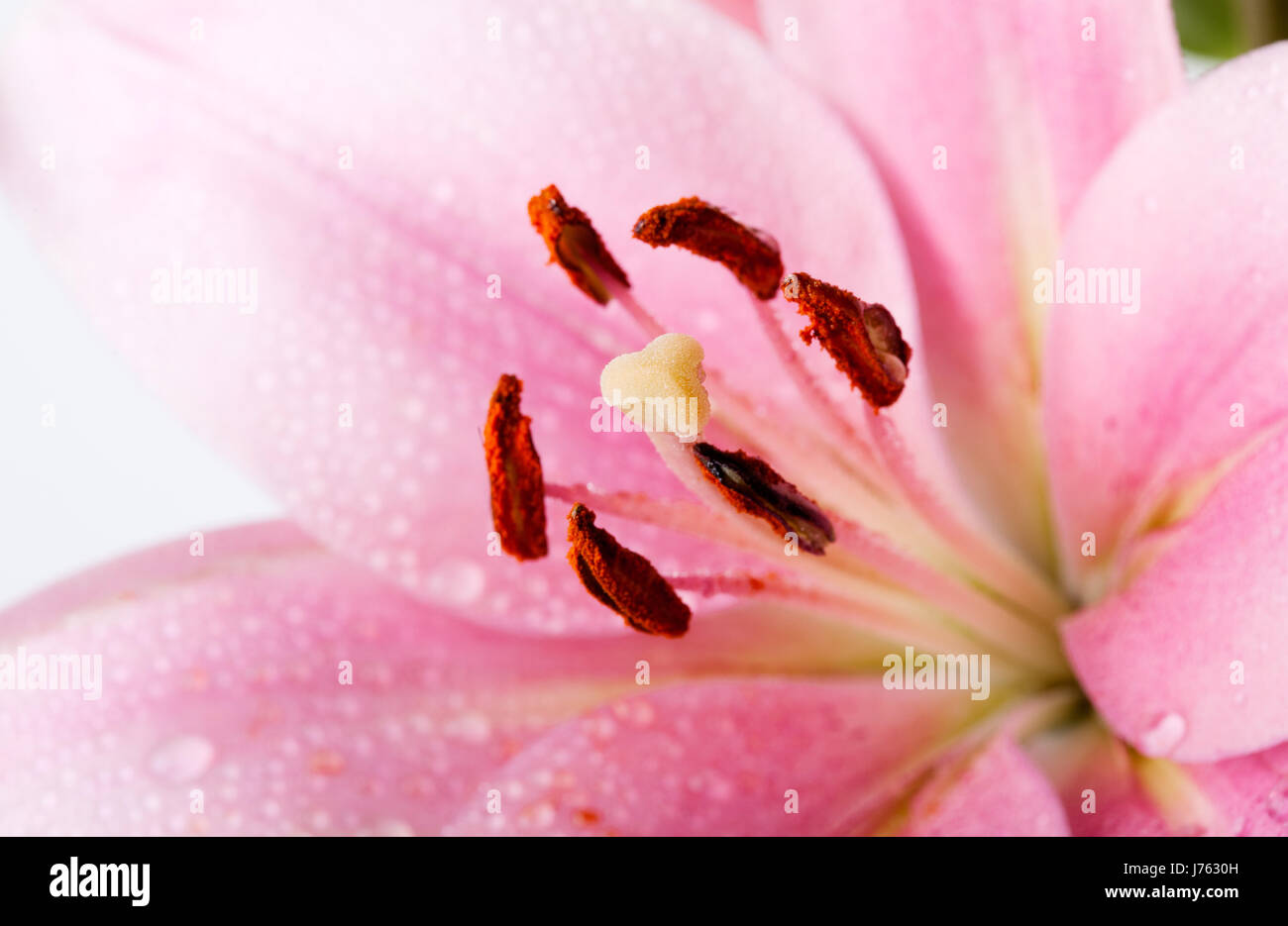 flower plant bloom blossom flourish flourishing lily dewdrop water drop ...