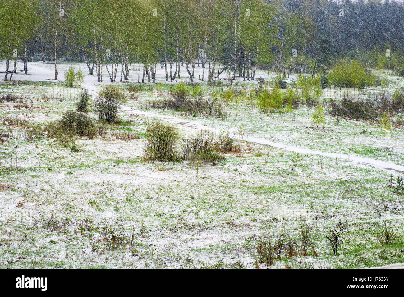 Blizzard in the spring. Green and snowy abstract landscape with flying ...