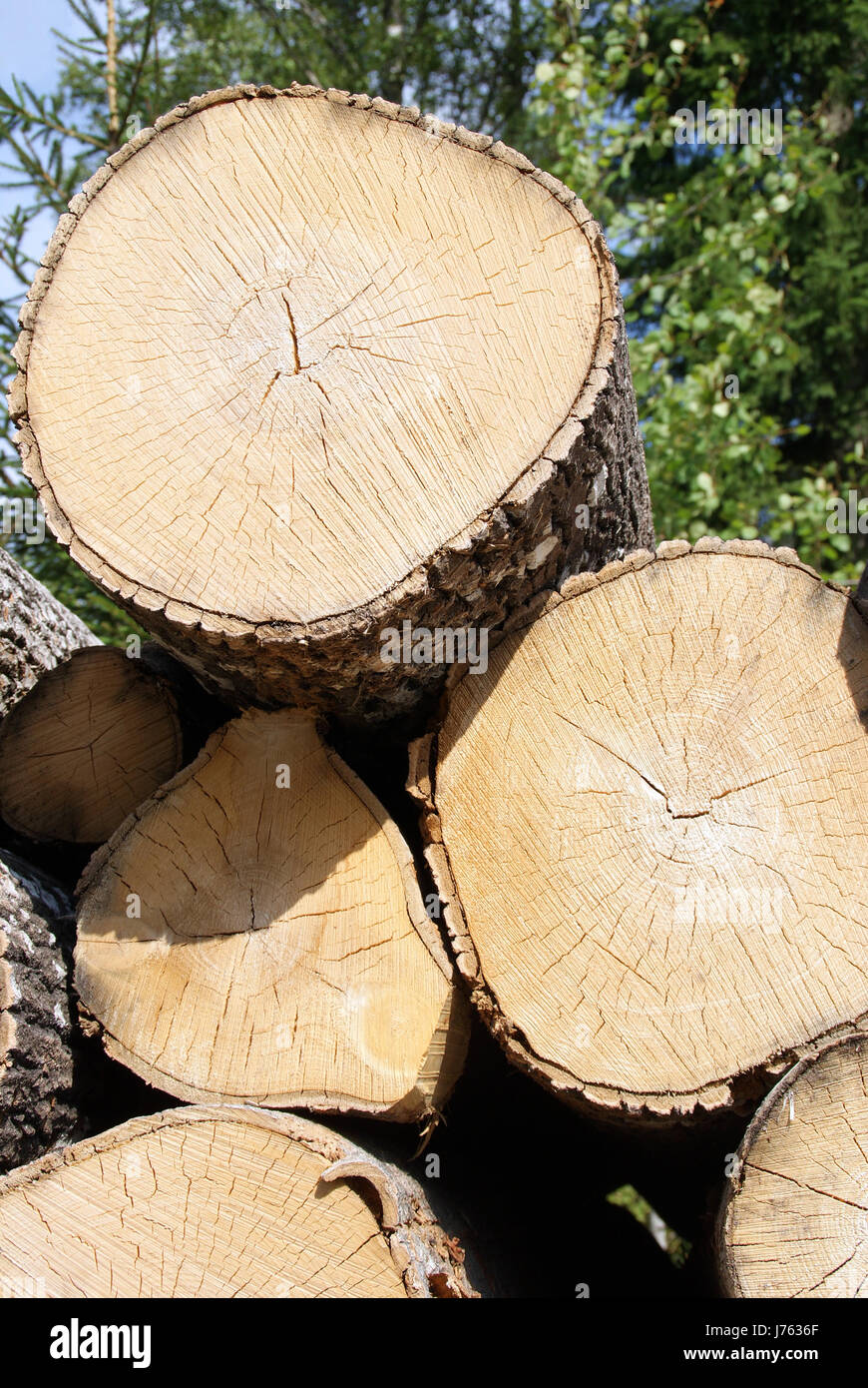 Birch log hi-res stock photography and images - Alamy