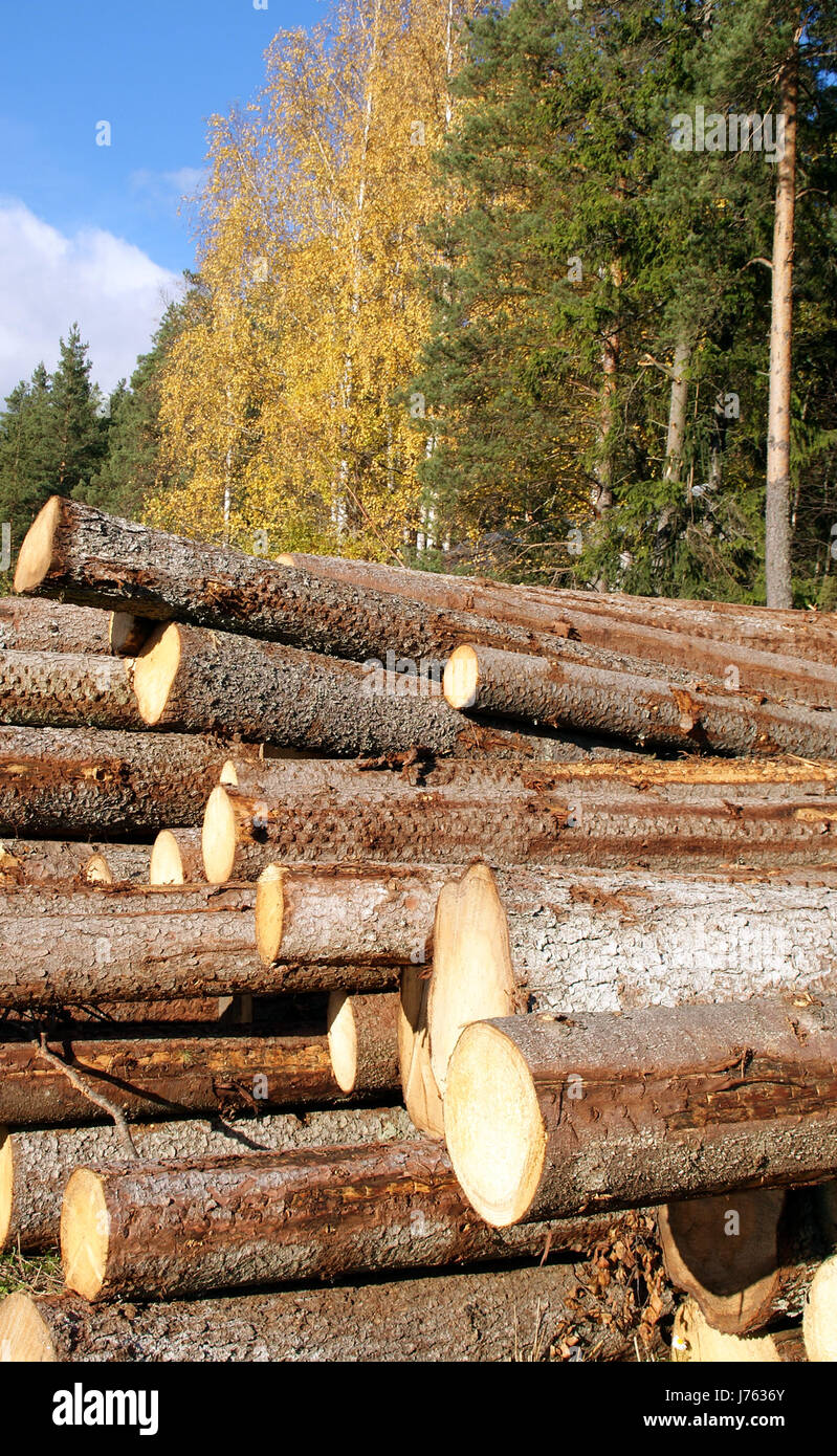 tree industrial wood trunk log logs forest fall autumn blue environment ...