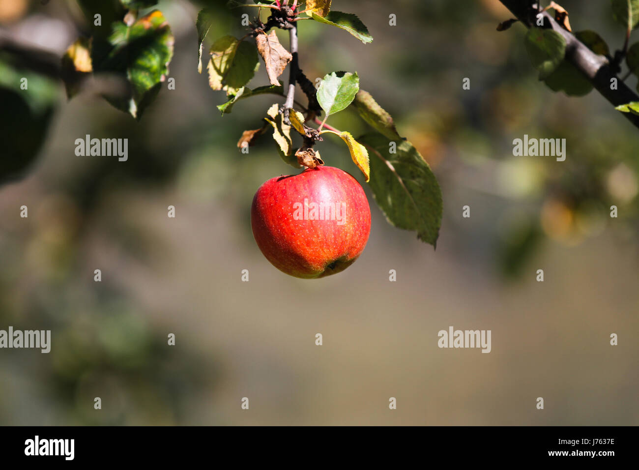 apple tree pome fruit apples apple fruit-tree kernel page sheet food ...