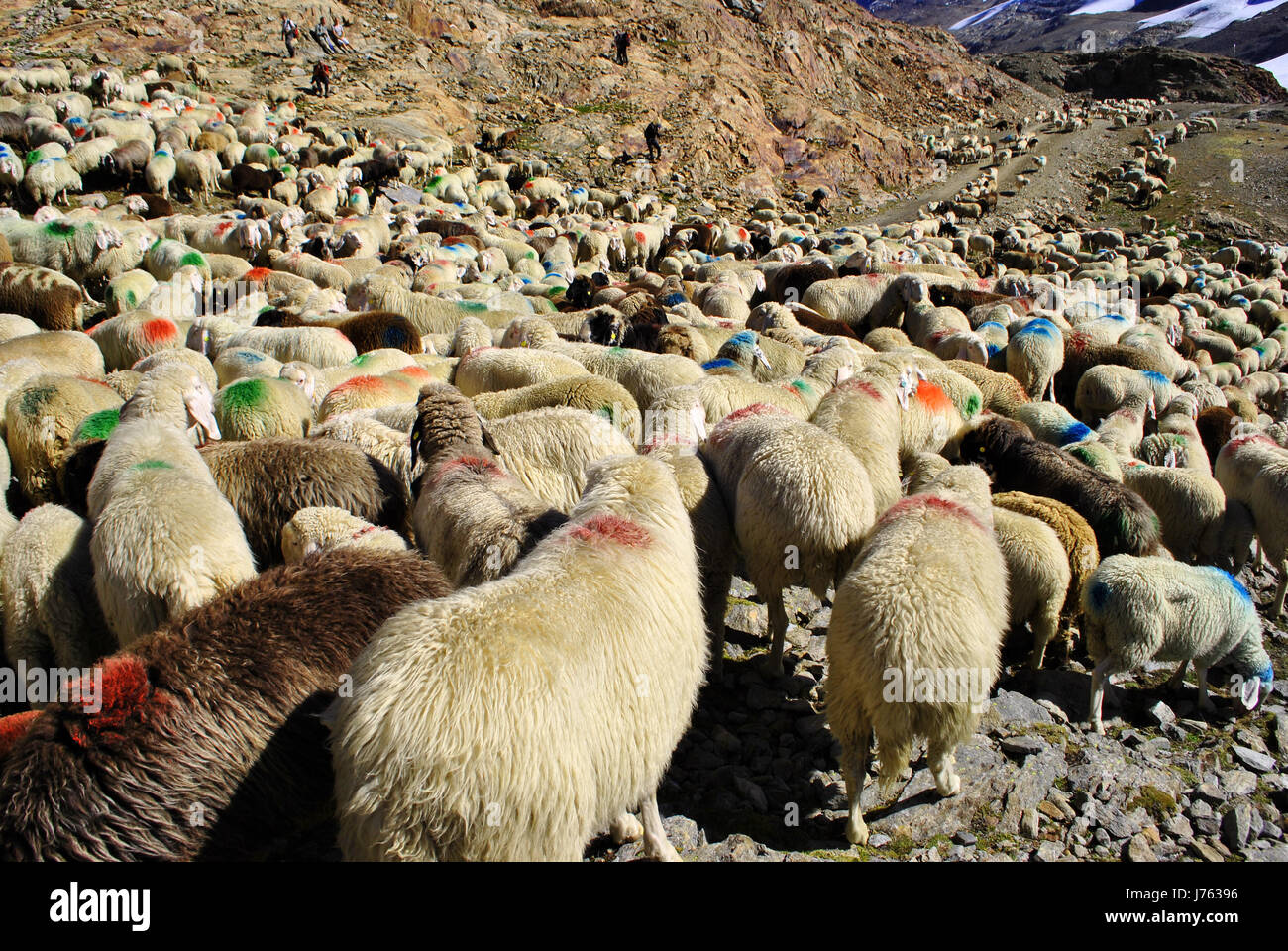 wool country pasture graze closeup animal mammal agriculture farming ...