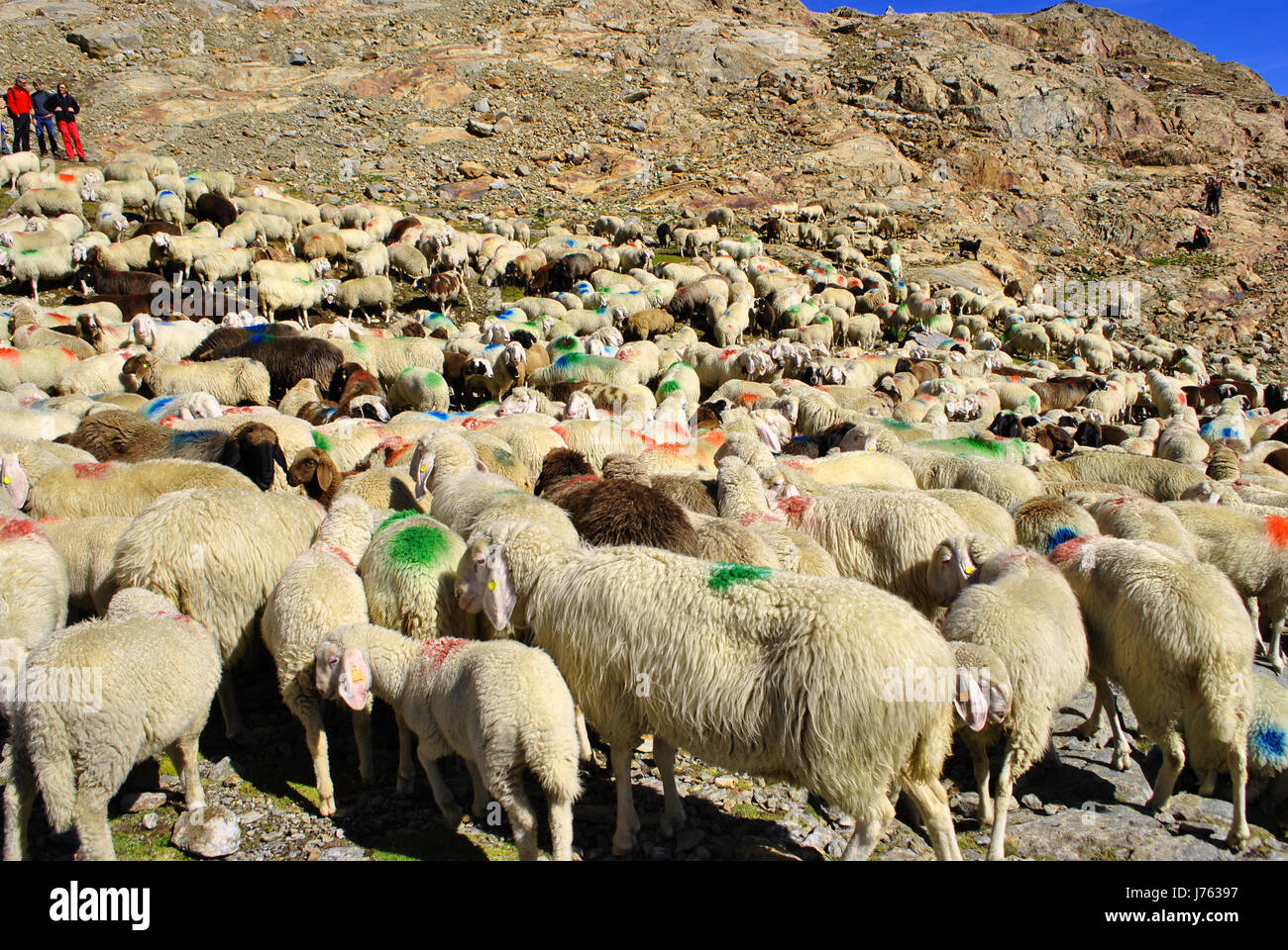 sheep scene location site rural peasant tree animal mammal face ...