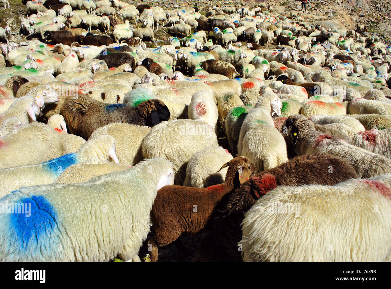 sheep scene location site rural peasant tree animal mammal face ...