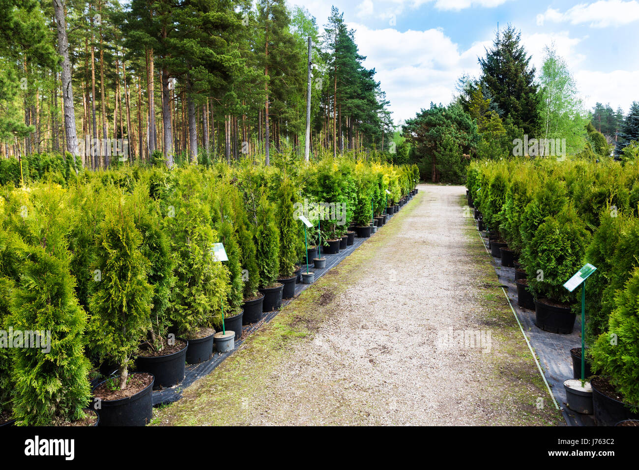 Tree seedlings nursery hi-res stock photography and images - Alamy