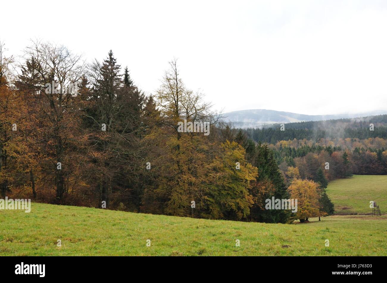 tree thuringia highlands meadow mountain scenery countryside nature ...