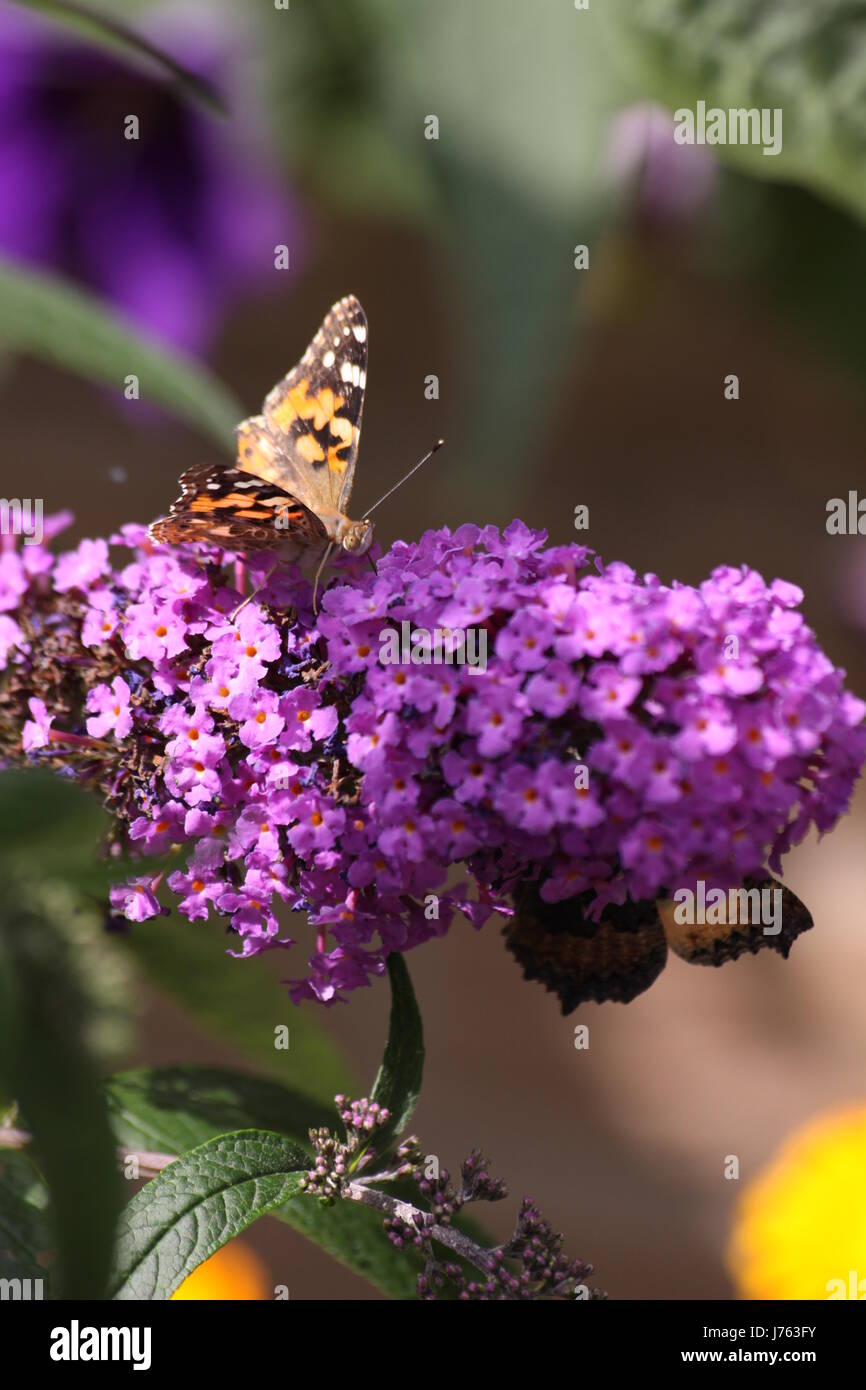 animal insect butterfly moth animal insect butterfly coloured colourful ...