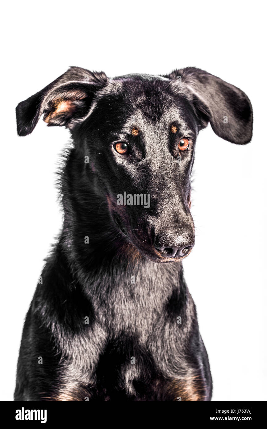 French shepherd dog hi-res stock photography and images - Alamy
