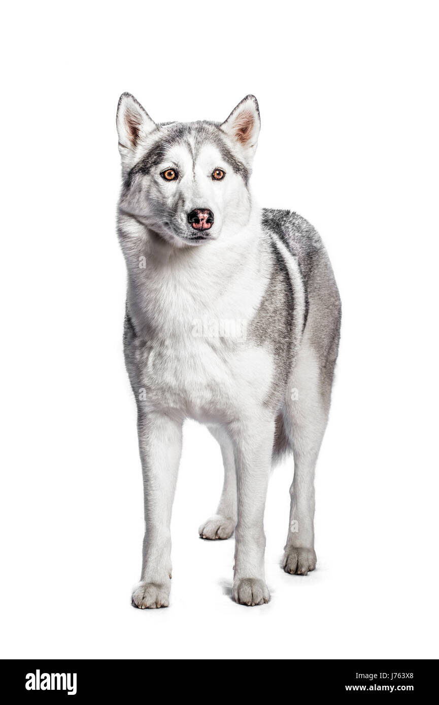 White siberian husky dog teeth hi-res stock photography and images - Alamy