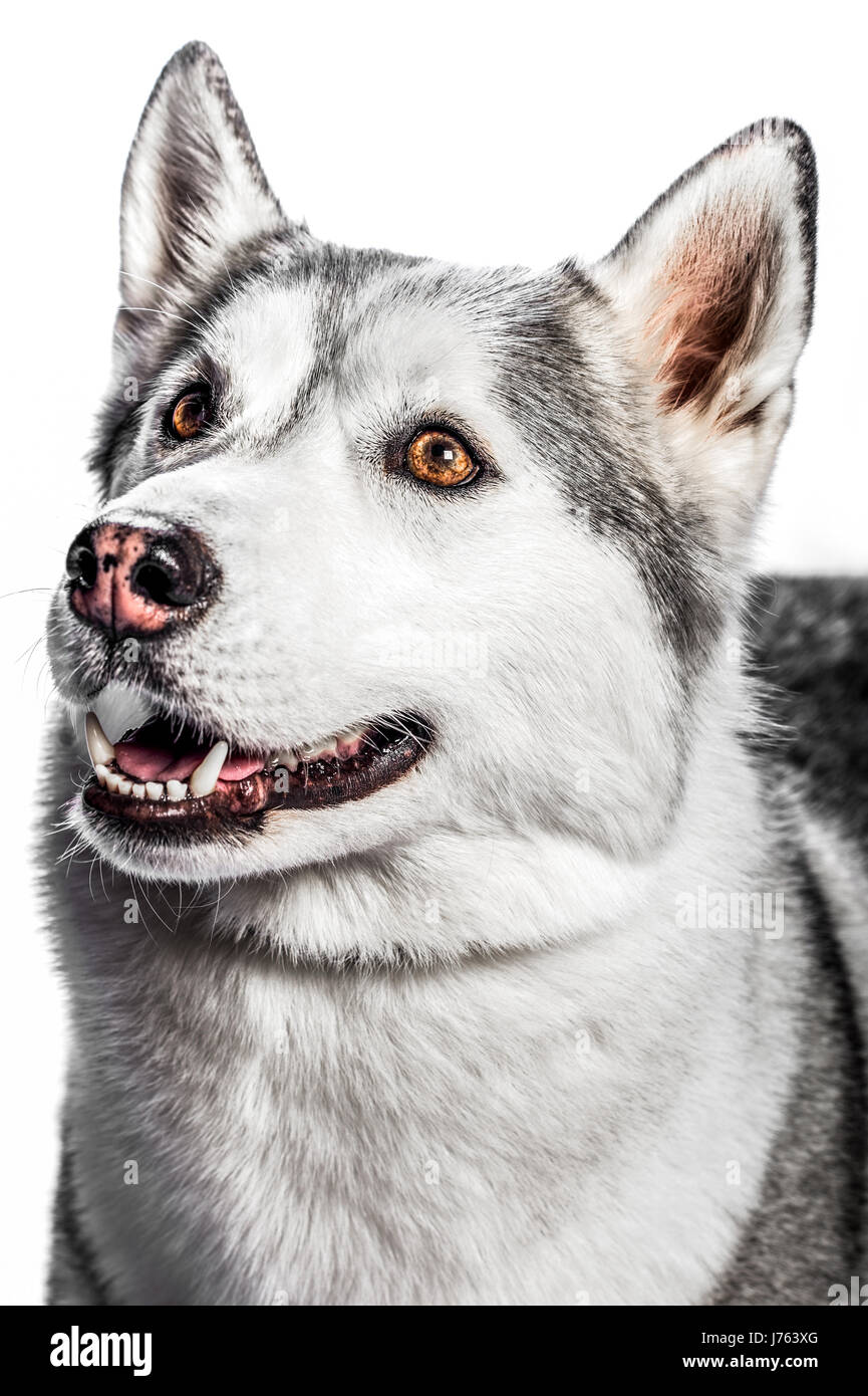 White siberian husky dog teeth hi-res stock photography and images - Alamy