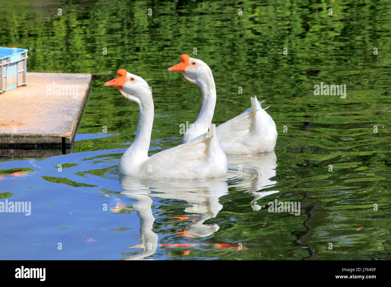 Domestic Goose at Denen Plaza Kawaba Gunma Japan Stock Photo - Alamy