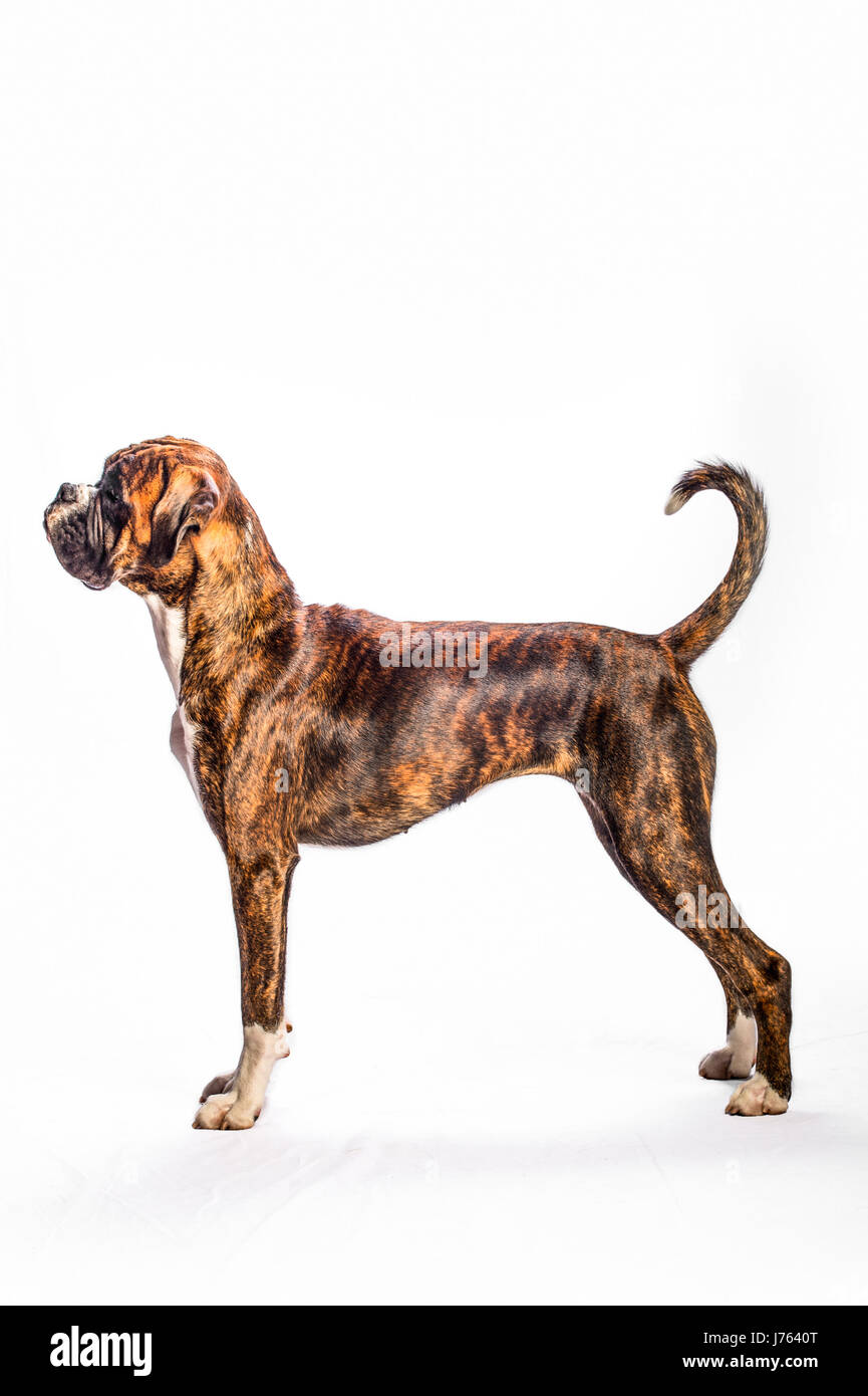 Boxer ears hi-res stock photography and images - Alamy