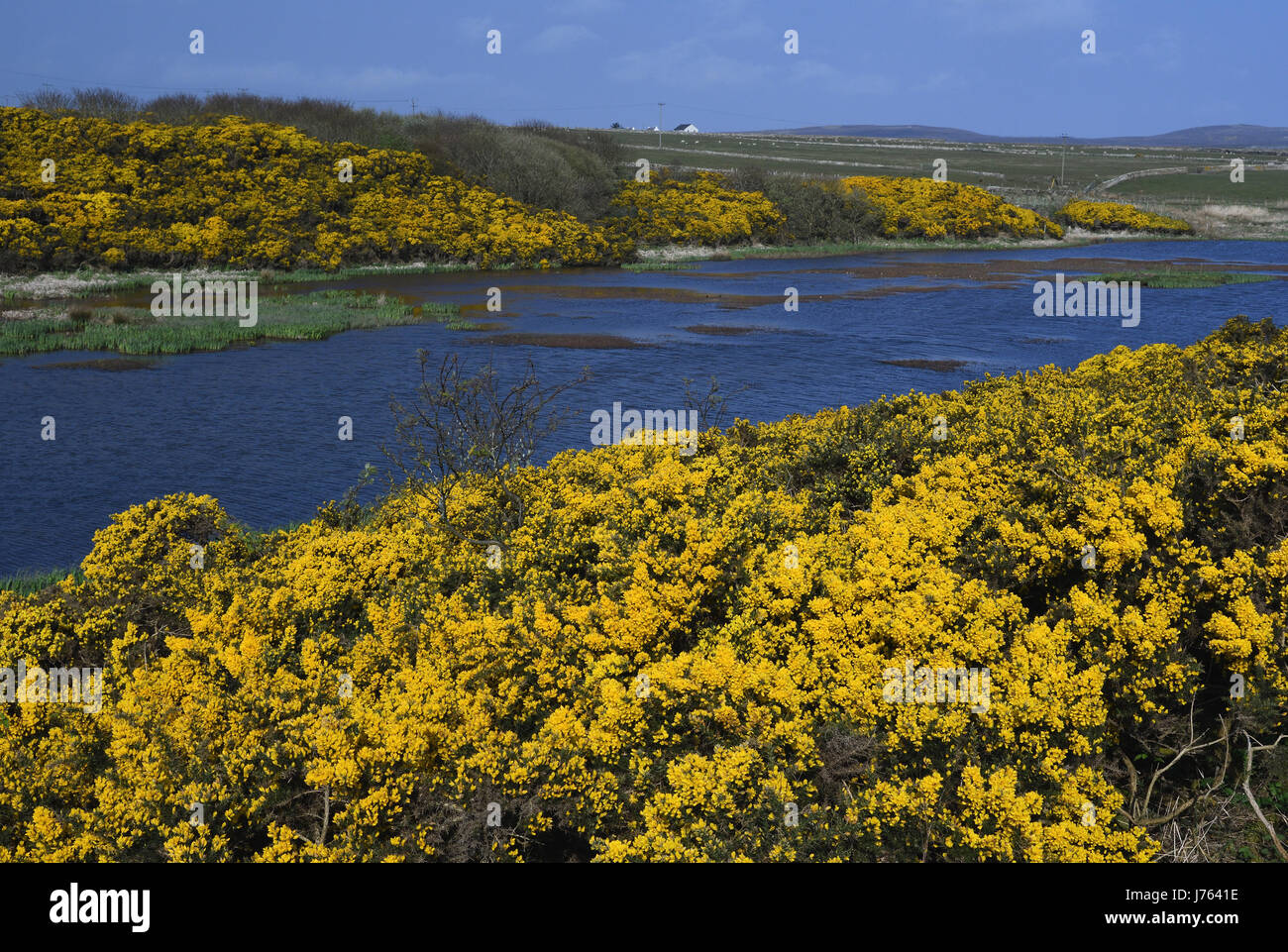 ham mill pond;gorse;ulex europaeus;caithness;scotland Stock Photo - Alamy