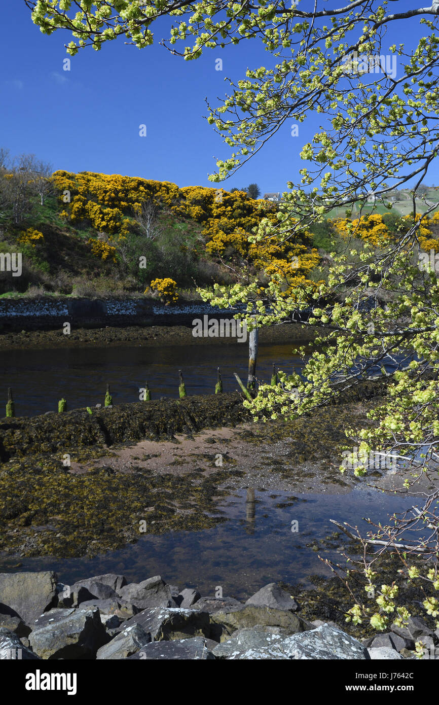 helmsdale;old harbour;gorse;river helmsdale;sutherland;scotland Stock ...