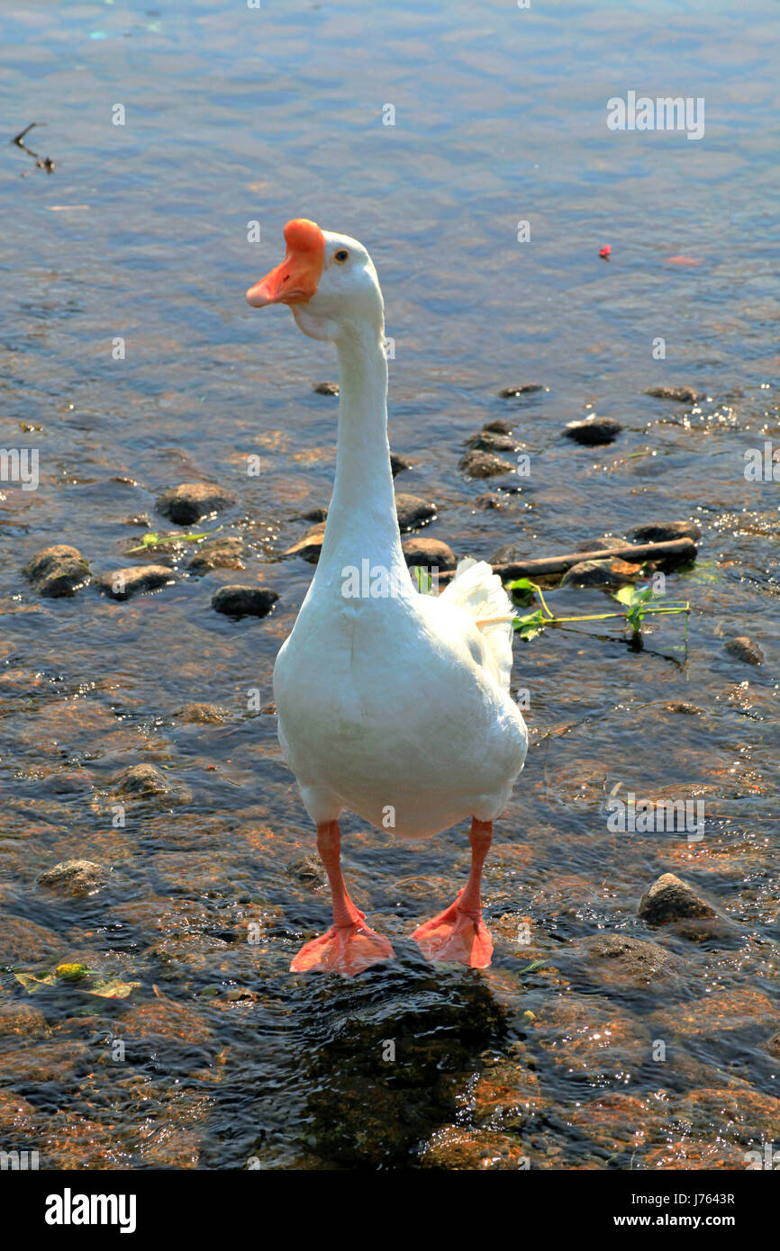 Domestic Goose at Denen Plaza Kawaba Gunma Japan Stock Photo - Alamy