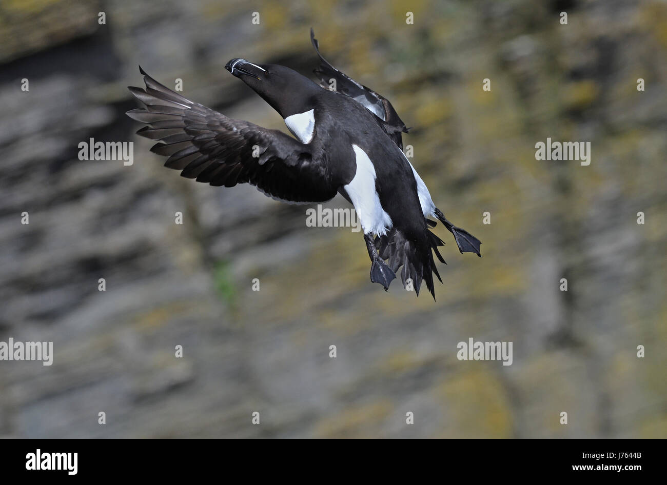 razorbill;alca torda;flying;in flight;caithness;scotland Stock Photo ...