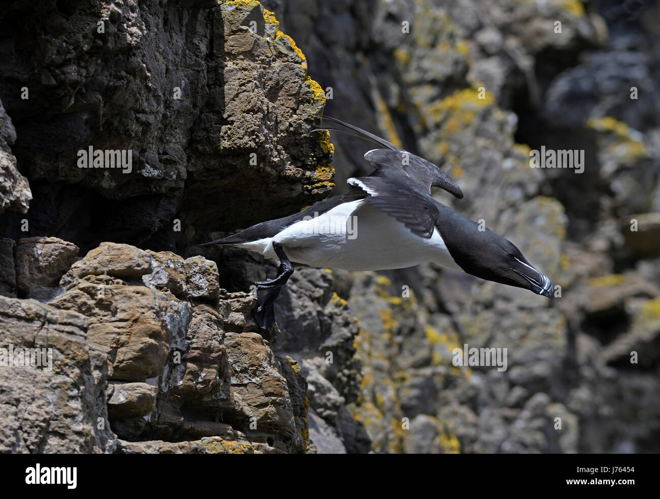 razorbill;alca torda;flying;in flight;caithness;scotland Stock Photo ...