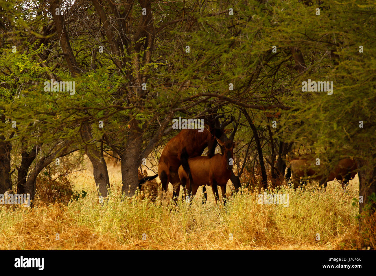Breeding pair of Red Hartebeest antelopes mating Stock Photo - Alamy
