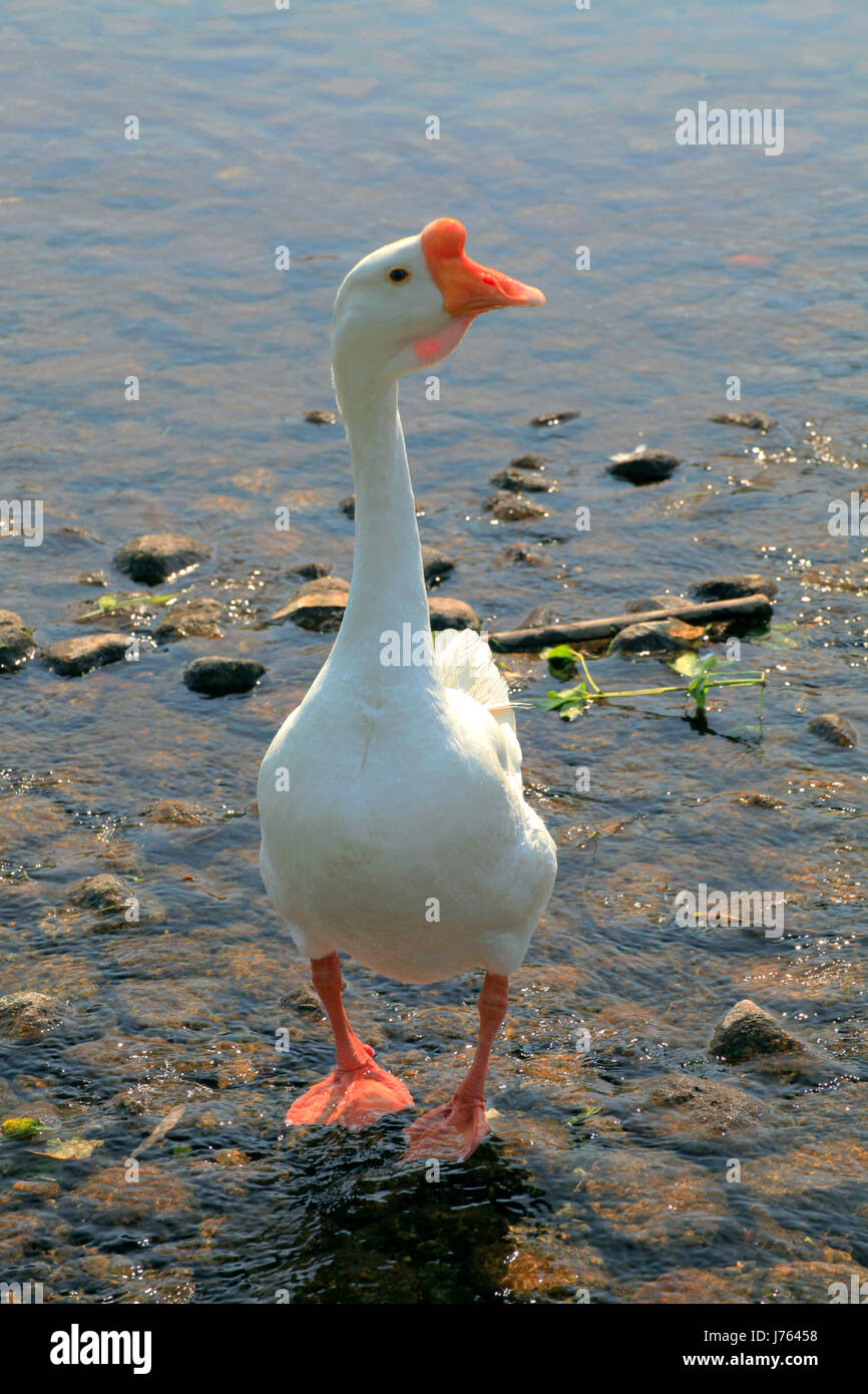 Domestic Goose at Denen Plaza Kawaba Gunma Japan Stock Photo - Alamy