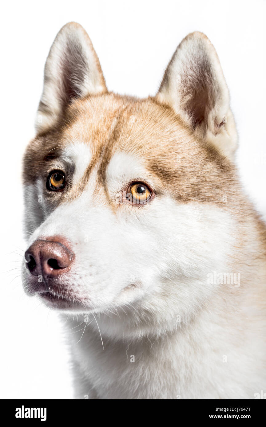 Female siberian husky hi-res stock photography and images - Alamy