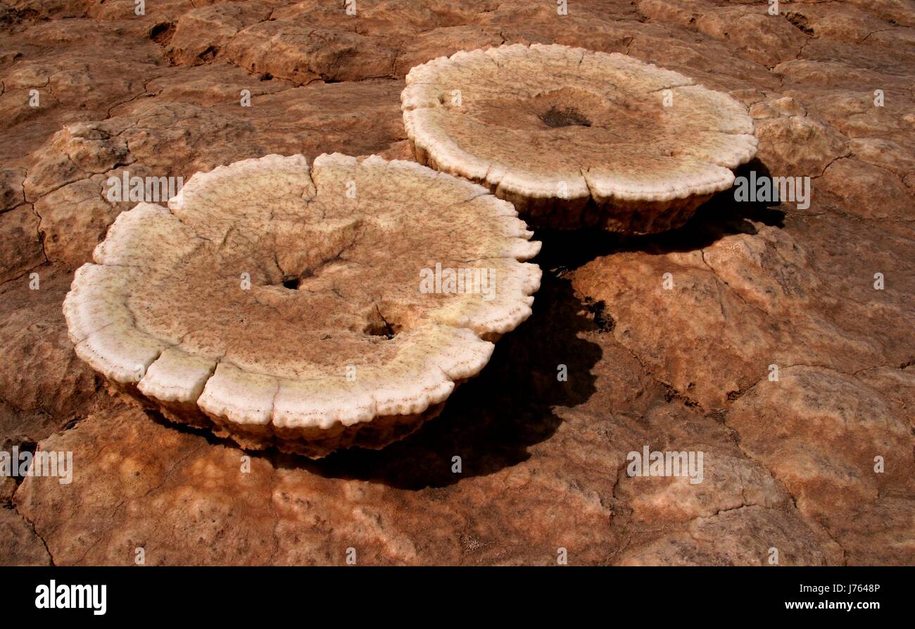 salt flower in the desert Stock Photo - Alamy