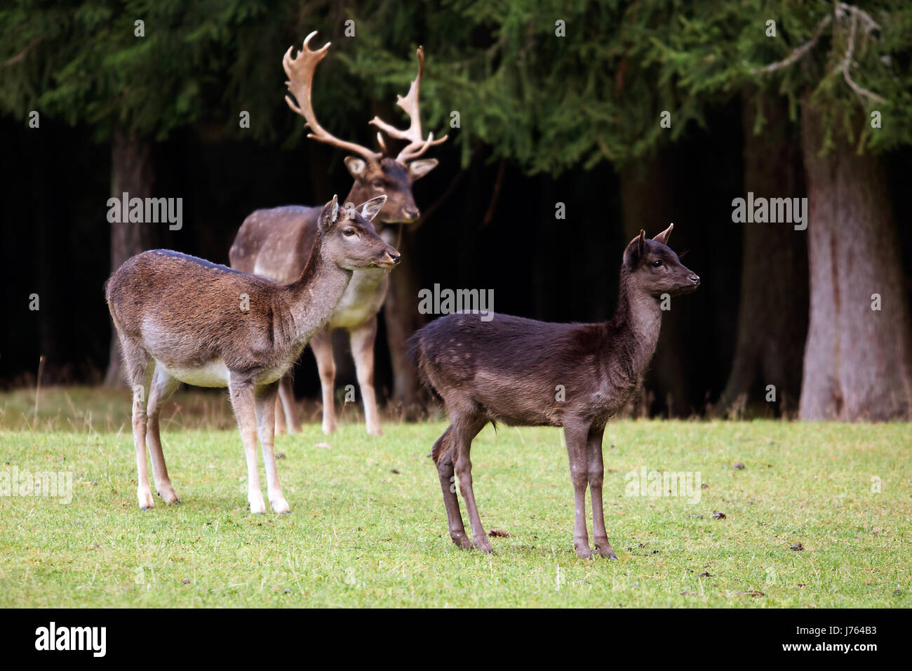 roebuck horns roe familiy family age elder hart stag mammal wild ...