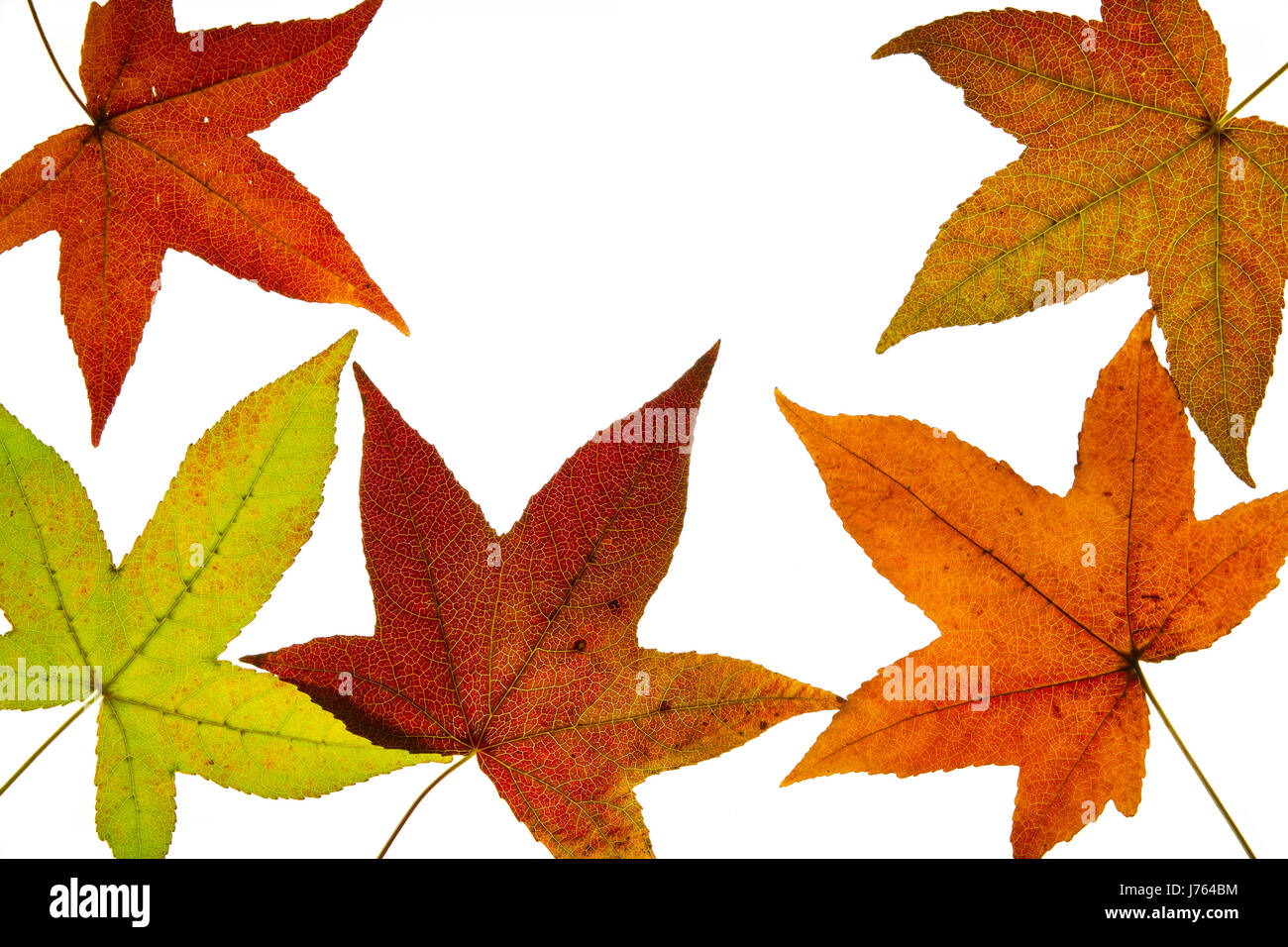 liquid tree season amber colors colours backdrop background fluid fall ...